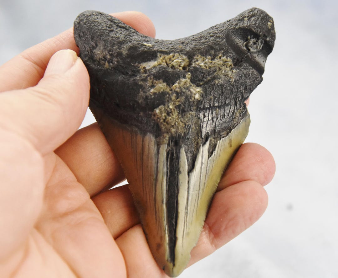 634xx REAL Large Megalodon Shark Teeth From North Carolina 4.0" 100mm 5 ...