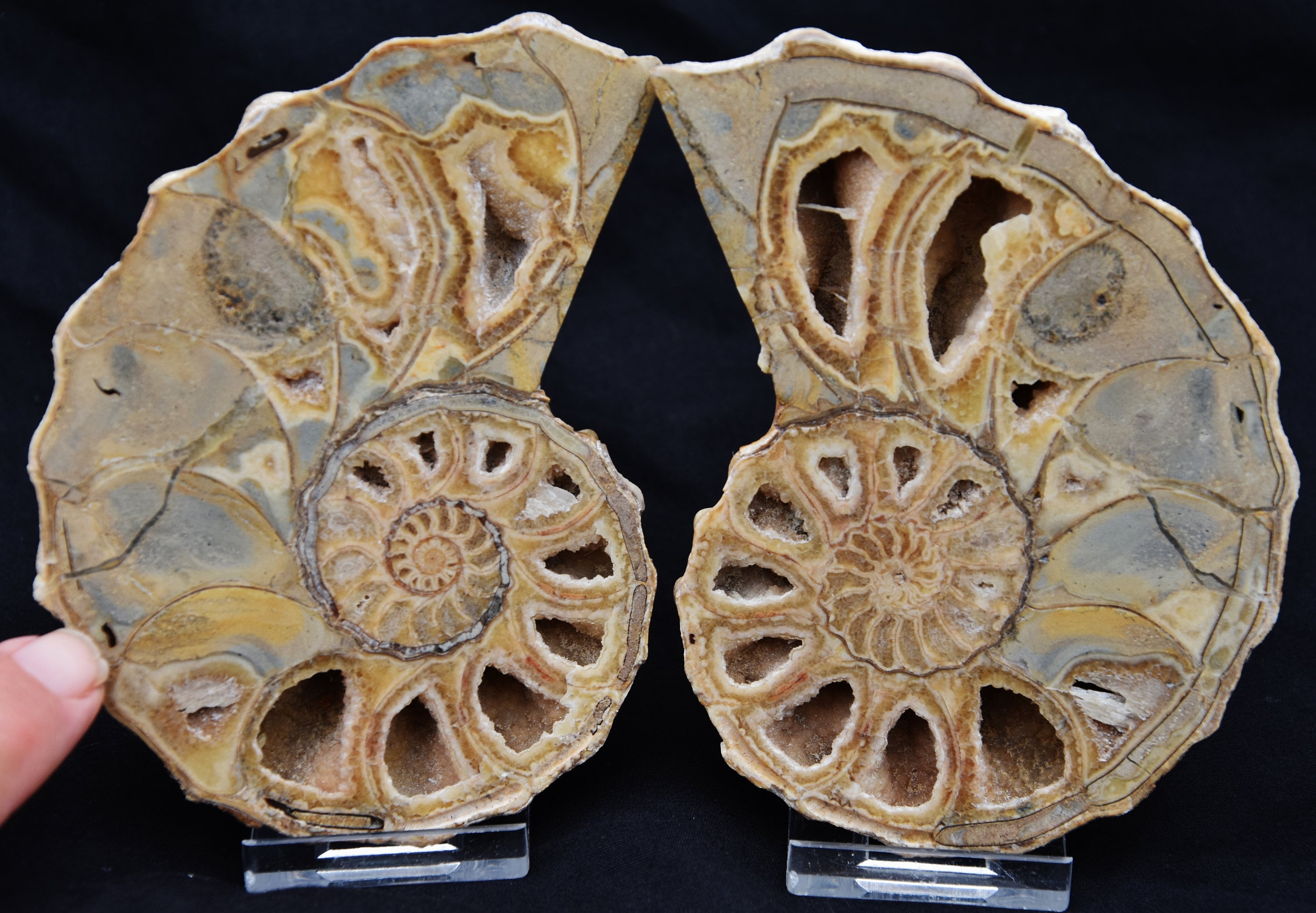 Texas Ammonites for sale | Only 3 left at -75%