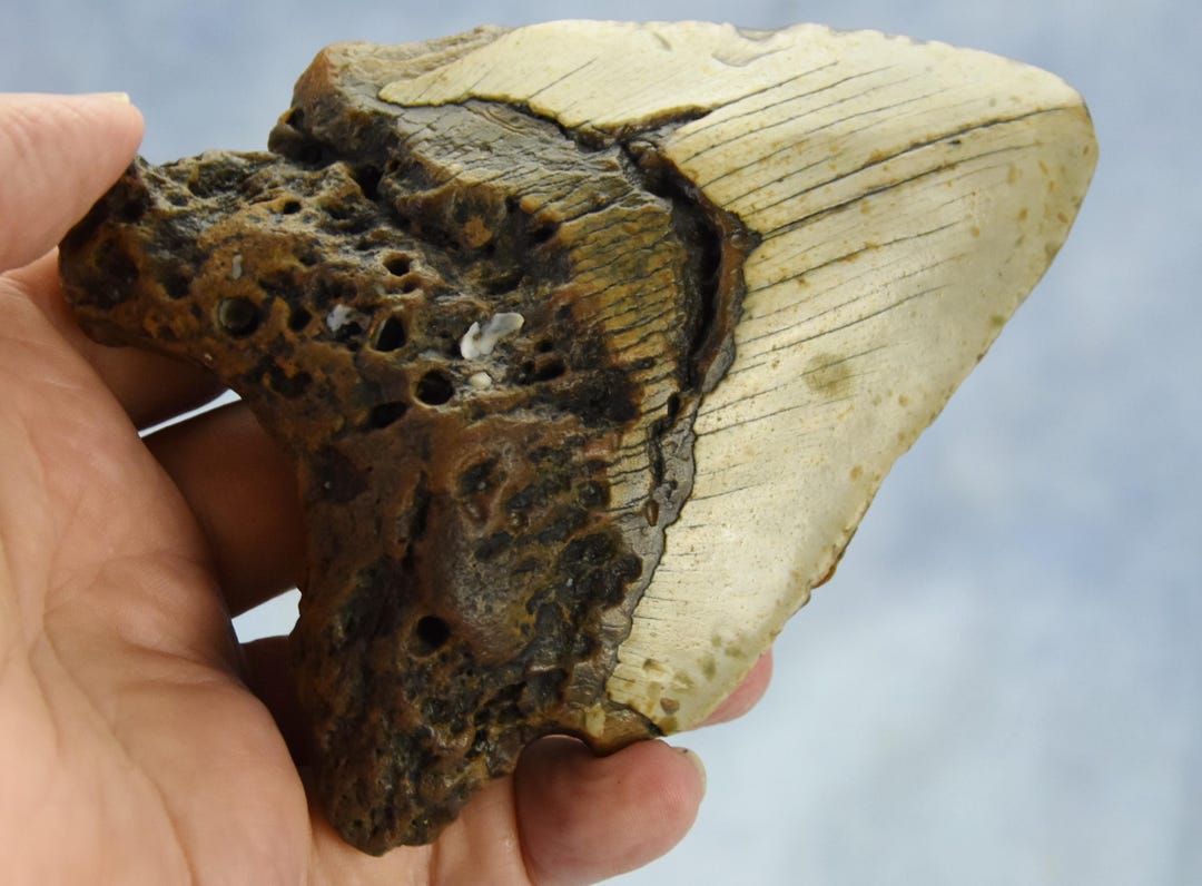 651xx REAL Large Megalodon Shark Teeth From North Carolina 5.2" 131mm 5 ...