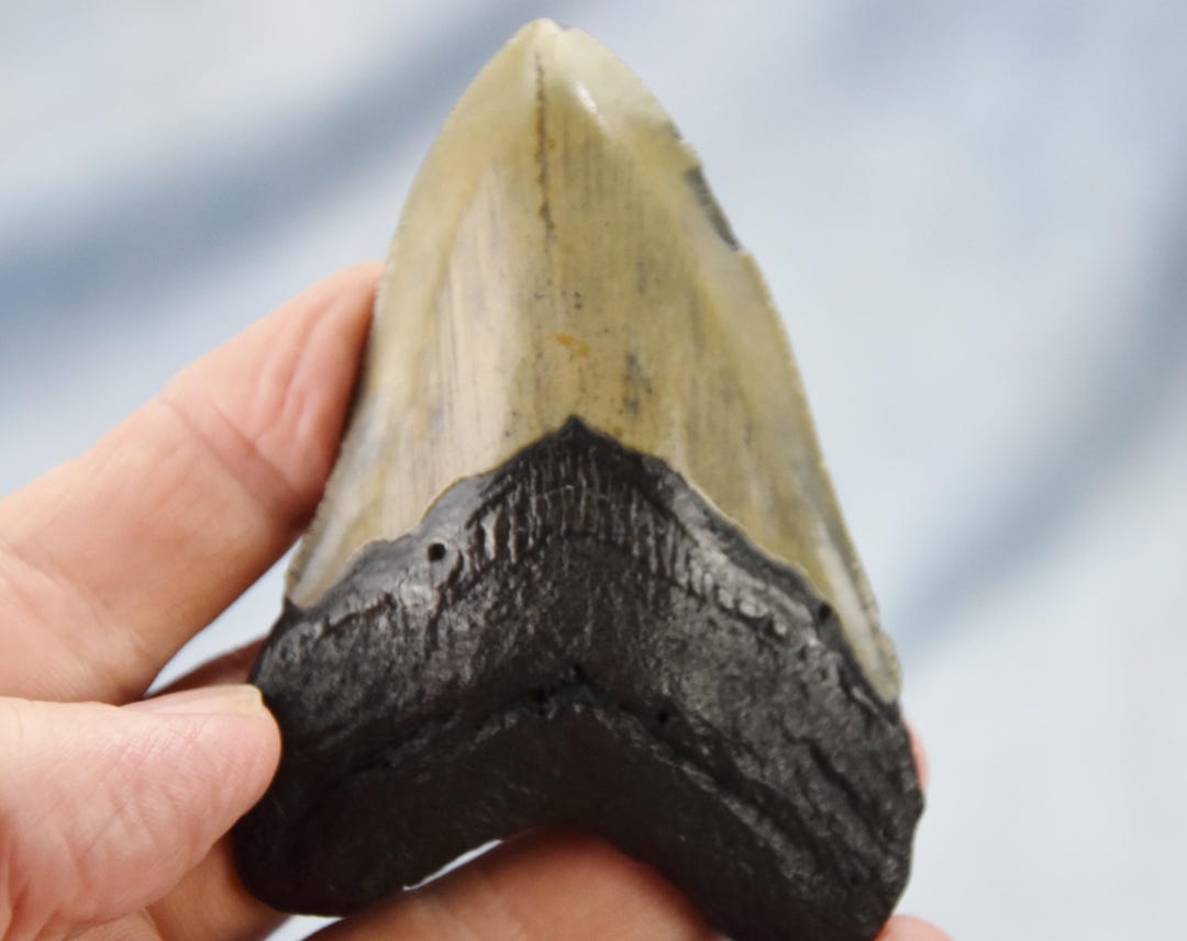 569xx REAL Large Megalodon Shark Teeth From North Carolina 3.8" 97mm 5 ...