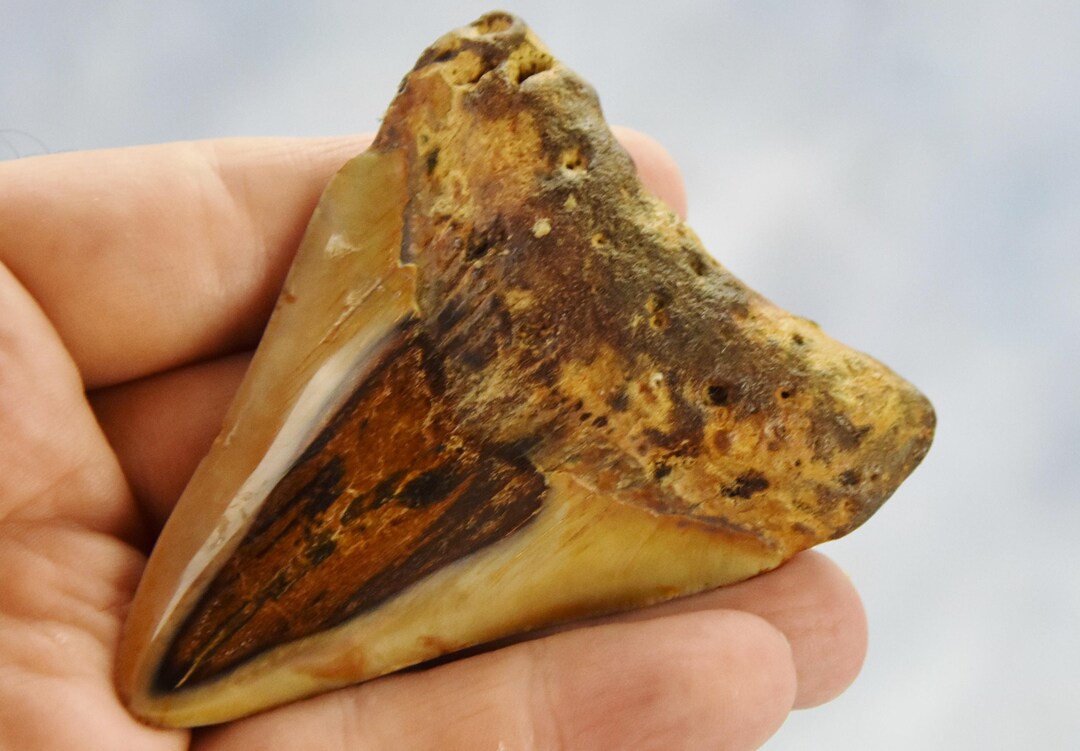 611xx REAL Large Megalodon Shark Teeth From North Carolina 3.4" 92mm 5 ...