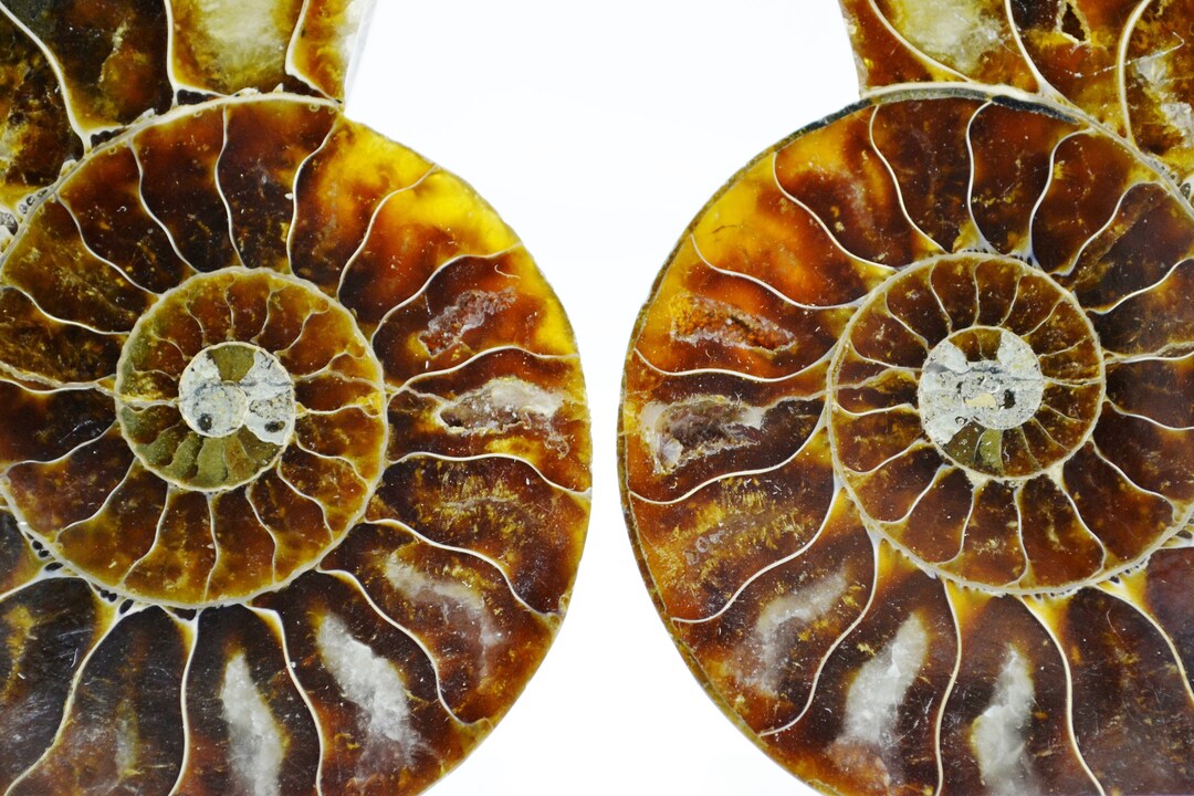E4931X Cut Split Large Ammonite Pair Deep Crystal Cavity LARGE 3.7 ...