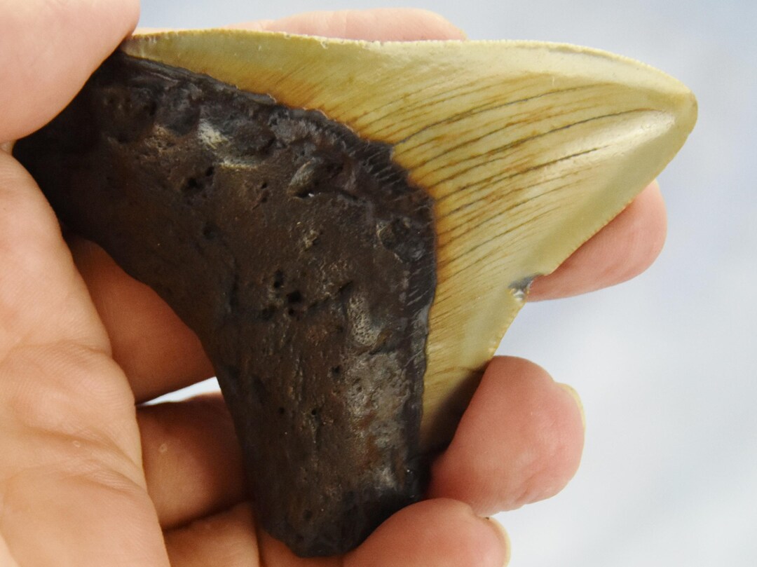 613xx REAL Large Megalodon Shark Teeth From North Carolina 3.3" 92mm 5 ...