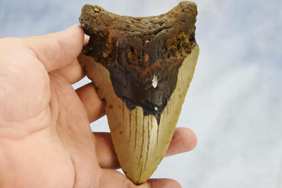 596xx REAL Large Megalodon Shark Teeth From North Carolina 5.2" 131mm 5 ...