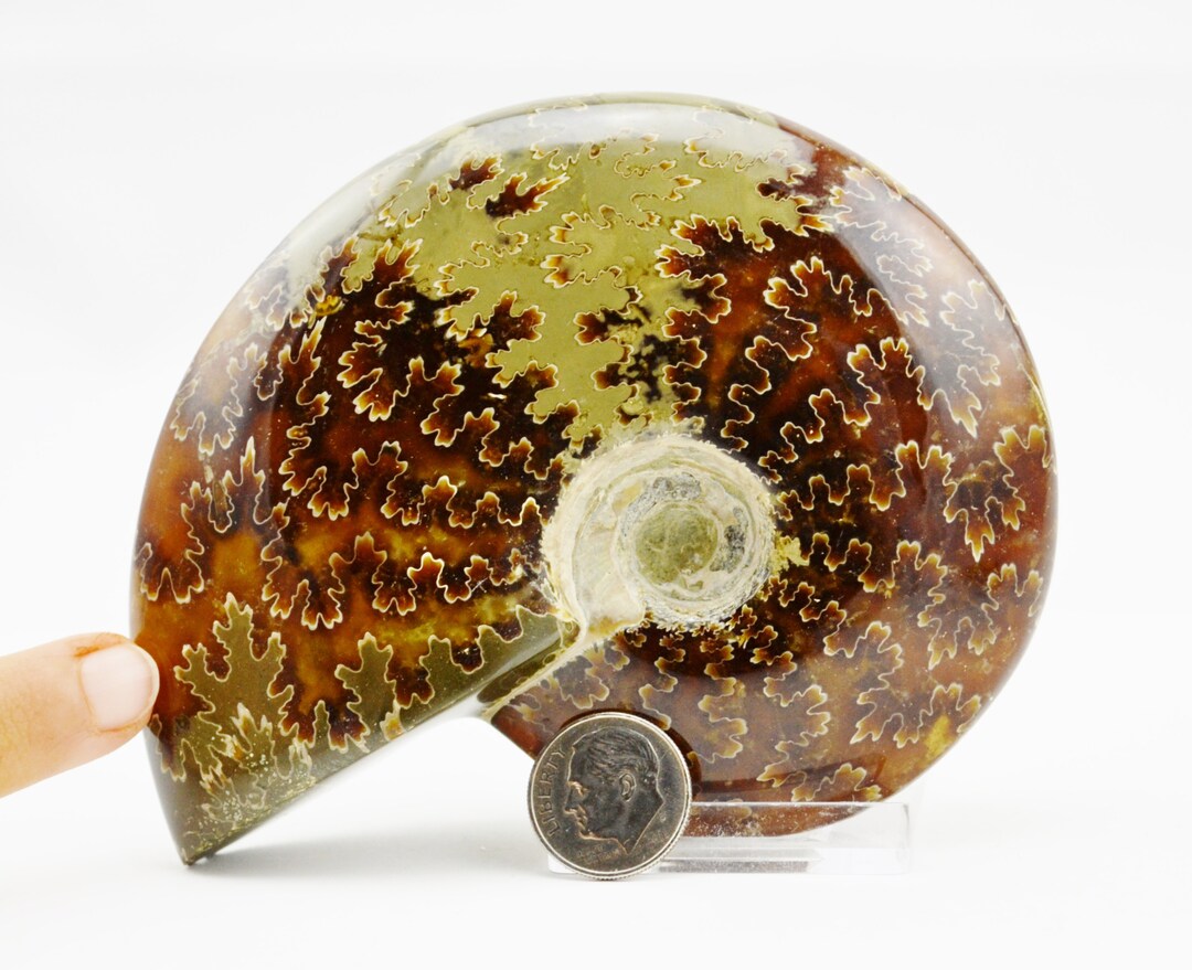 E5108x Large Fossil WHOLE Ammonite Nice Suture Pattern Large 4.3 110 ...
