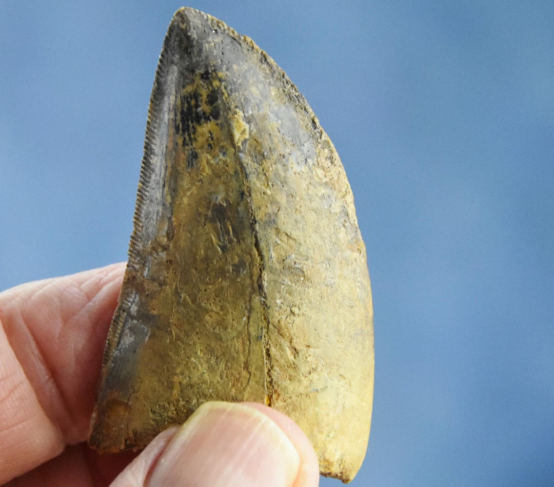 523xx Rare Real Large Carcharodontosaurus African T-rex Tooth 2.0" 50mm ...