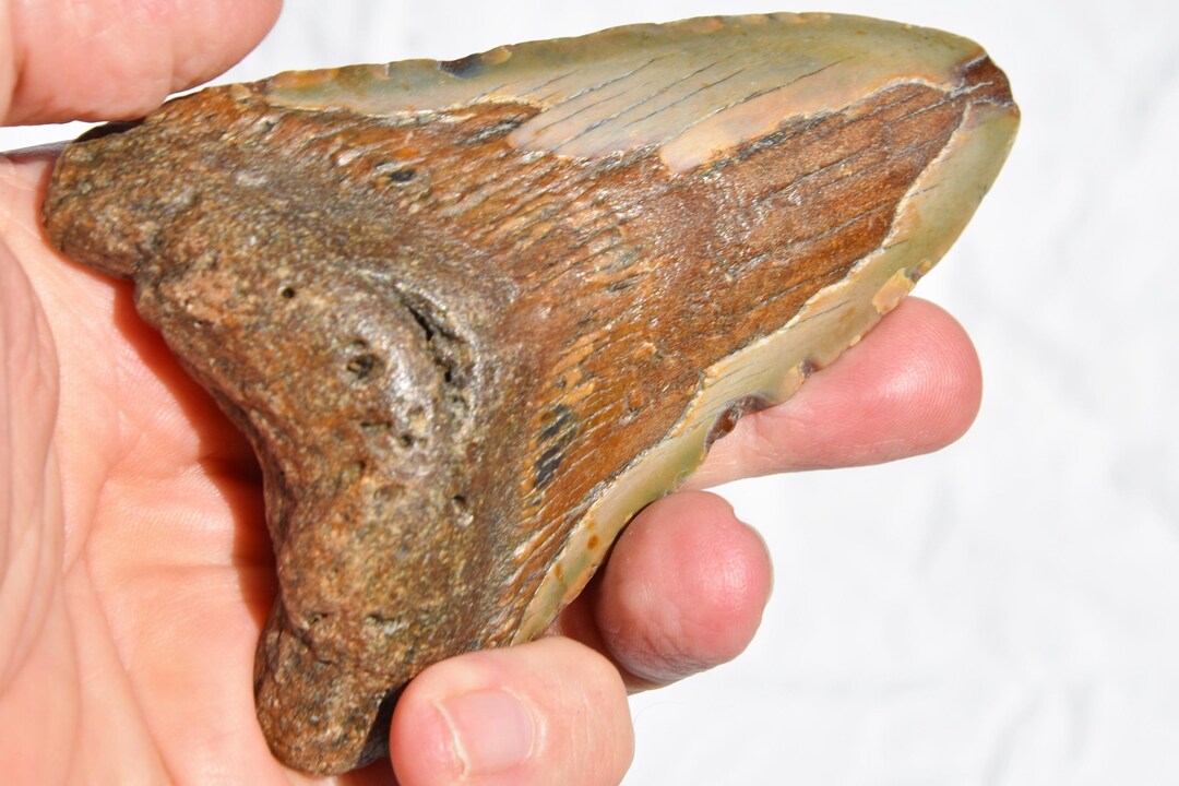 584xx REAL Large Megalodon Shark Teeth From North Carolina 4.3" 106mm 5 ...