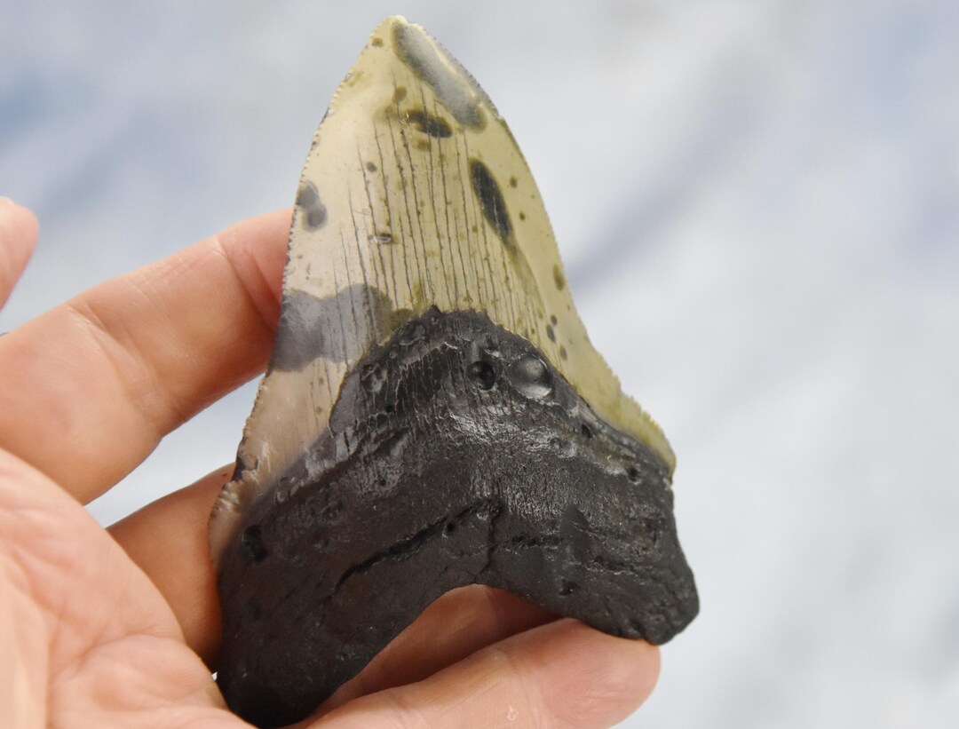 628xx REAL Large Megalodon Shark Teeth From North Carolina 4.1" 109mm 5 ...