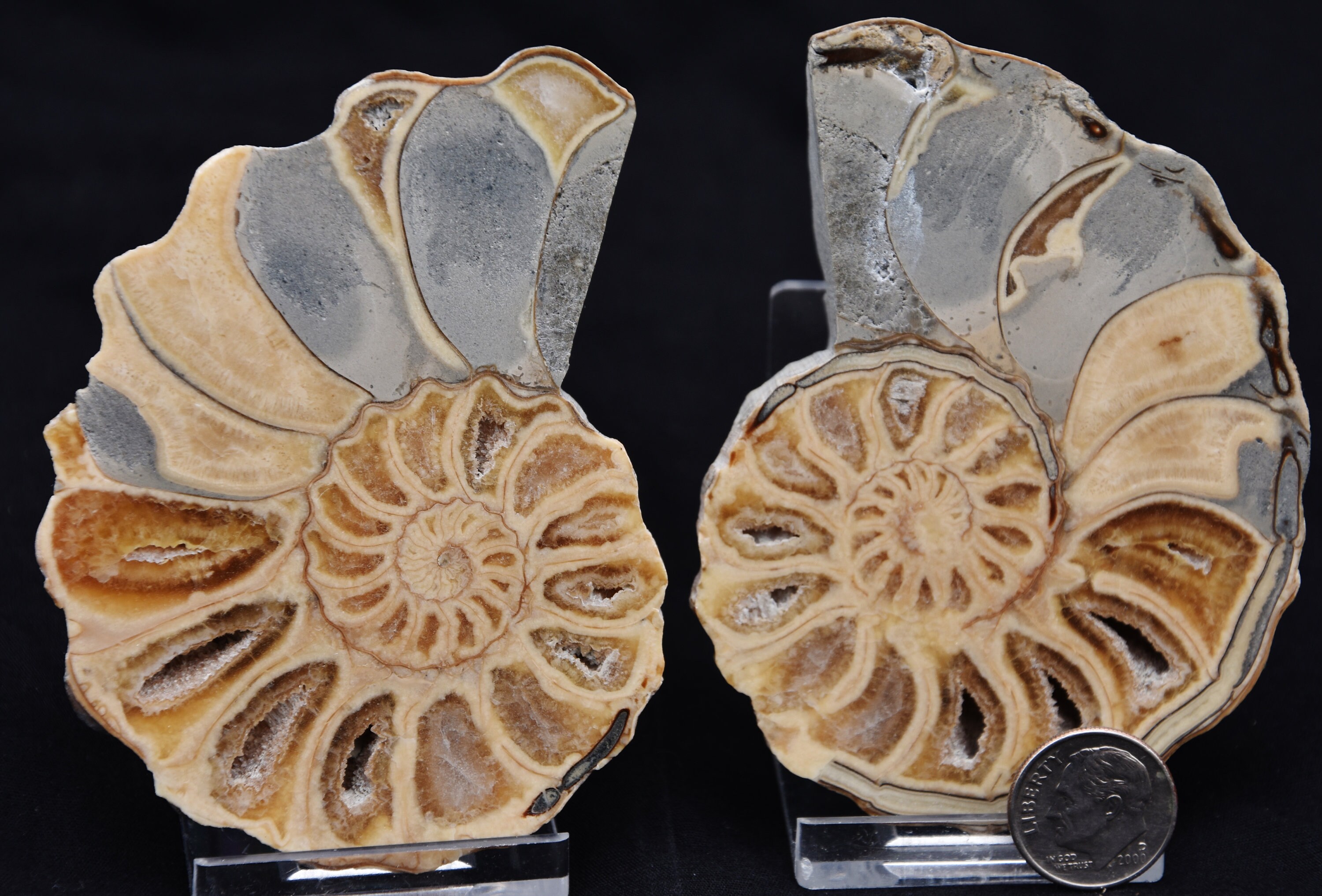 Texas Ammonites for sale | Only 3 left at -75%