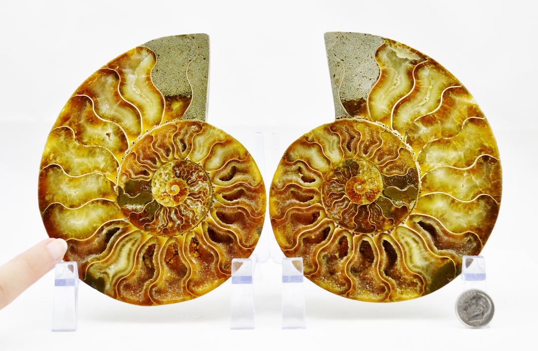 E5074xx Cut Split Large Ammonite Pair Deep Crystal Cavity XXLARGE 5.5 ...