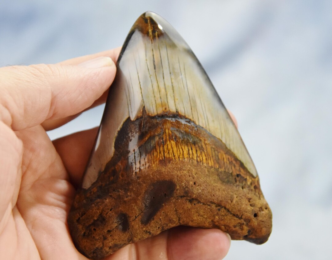 625xx REAL Large Megalodon Shark Teeth From North Carolina 4.0" 100mm 5 ...