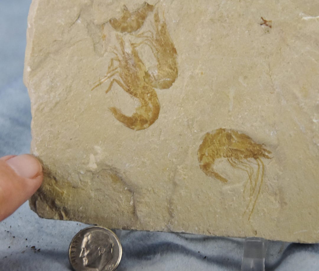 5024xx Large Fossil Lebanese Three (3) Shrimp Fossil 96 Million Year ...