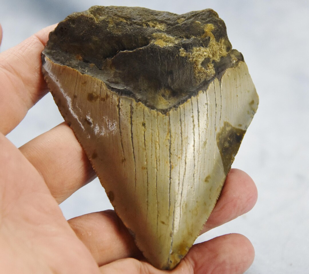636xx REAL Large Megalodon Shark Teeth From North Carolina 3.8" 100mm 5 ...