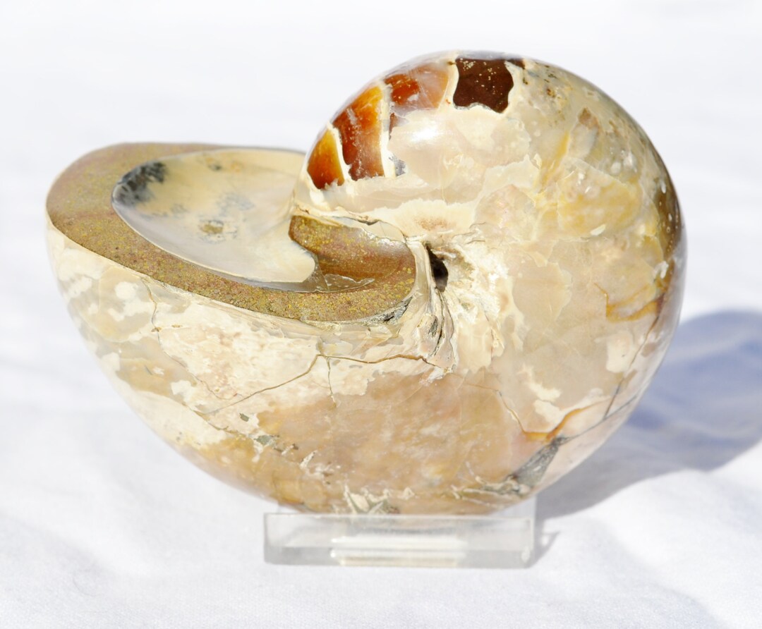 E3212xx WHOLE Fossil Ammonite Wide Body Large 3.63 110 Million Year Old ...
