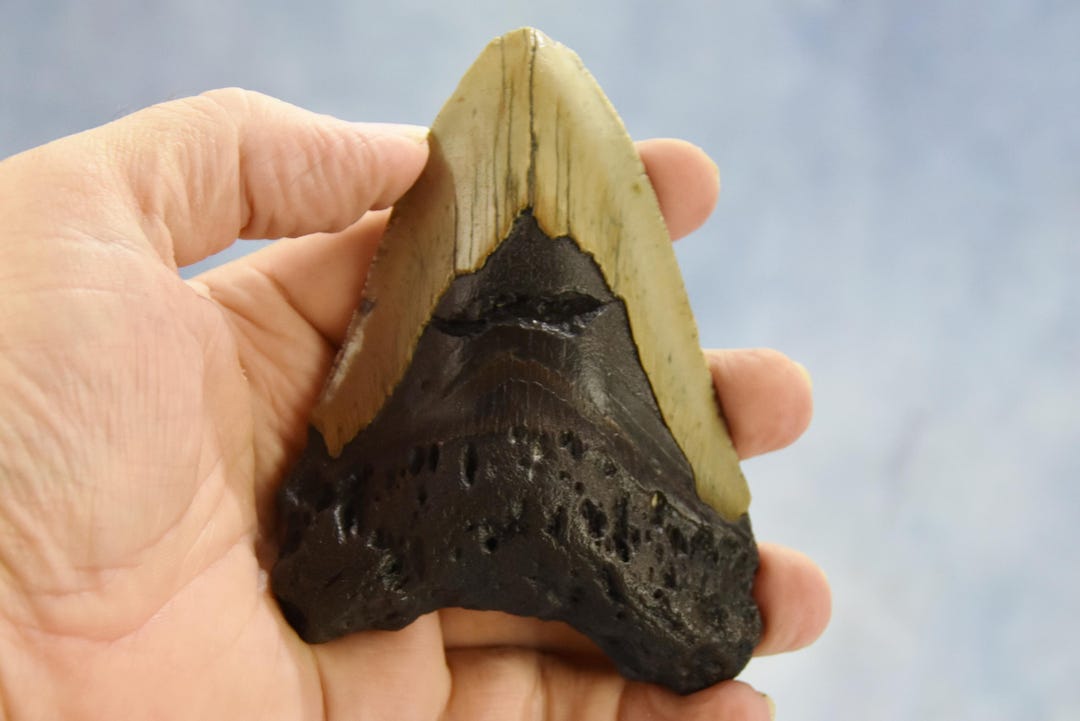 648xx REAL Large Megalodon Shark Teeth From North Carolina 4.5" 112mm 5 ...