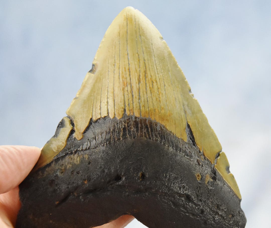 607xx REAL Large Megalodon Shark Teeth From North Carolina 4.9" 124mm 5 ...