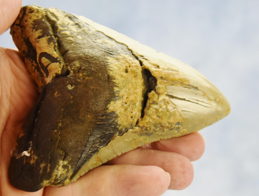 645xx REAL Large Megalodon Shark Teeth From North Carolina 4.8" 121mm 5 ...