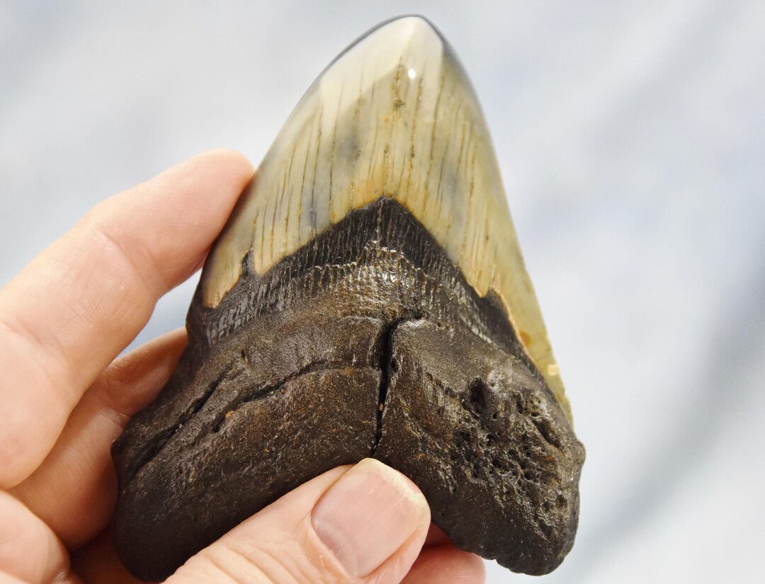570xx REAL Large Megalodon Shark Teeth From North Carolina 4.2" 106mm 5 ...