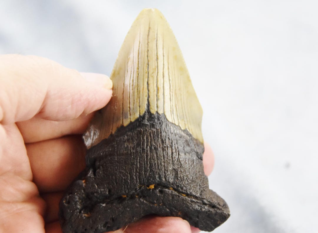 641xx REAL Large Megalodon Shark Teeth From North Carolina 3.7" 100mm 5 ...