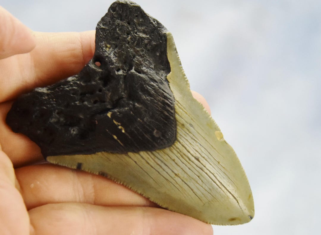 615xx REAL Large Megalodon Shark Teeth From North Carolina 3.5" 92mm 5 ...