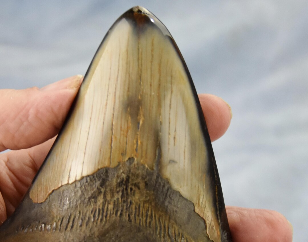 600xx REAL Large Megalodon Shark Teeth From North Carolina 5.1" 128mm 5 ...