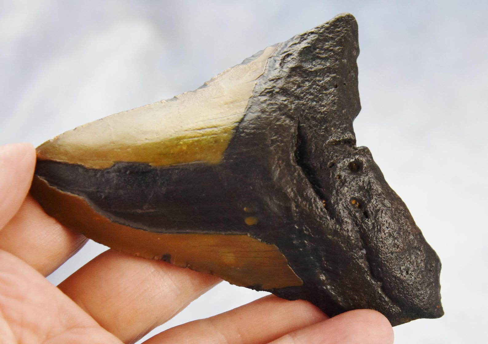 633xx REAL Xxxxlarge Megalodon Shark Teeth From North Carolina 4.6 ...