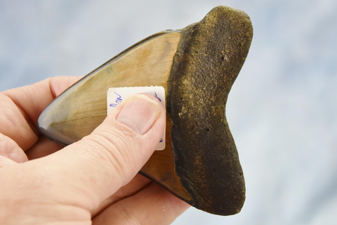 620xx REAL Large Megalodon Shark Teeth From North Carolina 3.8 97mm 5 ...
