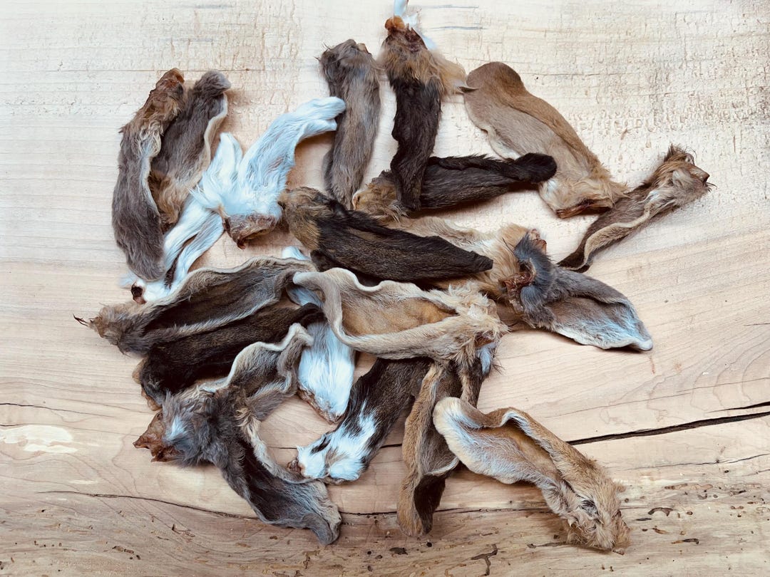 Rabbit Ear Dog Treat - Etsy