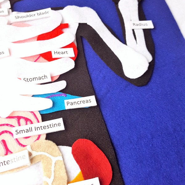 Human Body Felt - Etsy