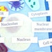 Plant Cell Felt Model Set: Montessori Homeschool Science - Etsy