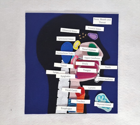 Anatomie Van De Neus Diagram Menselijke Anatomie Neus Cavity Neck