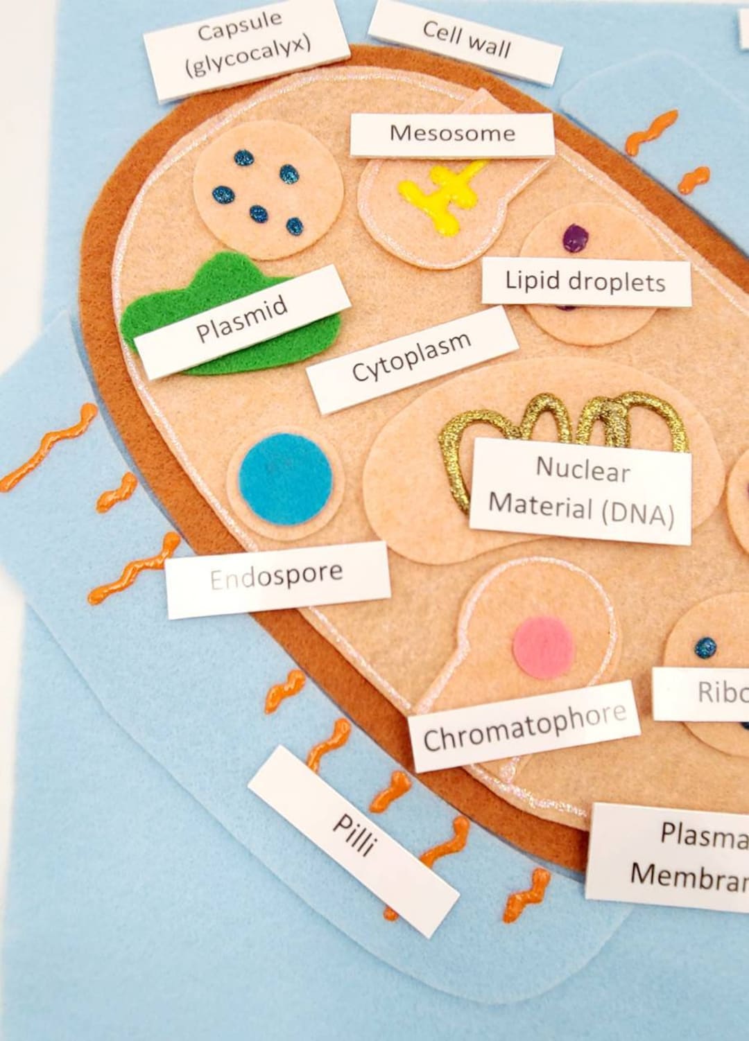 Bacterium Felt Board, Bacteria Felt Set, Bacteria Montessori, Flannel ...