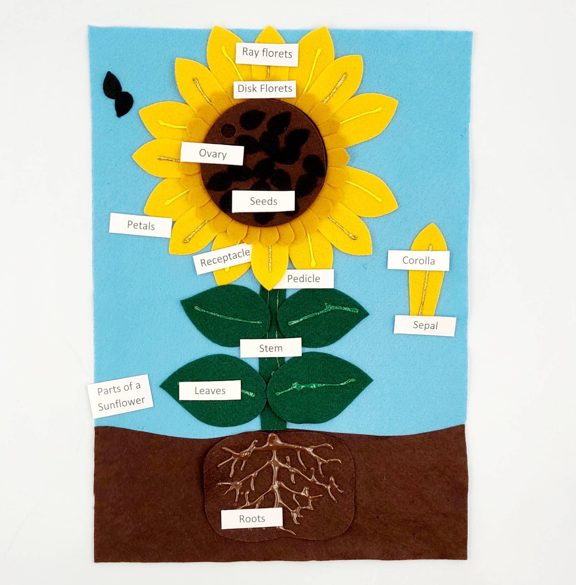 Classification Of Sunflower