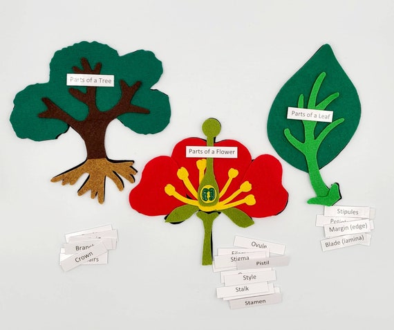 Montessori Botany Montessori Botany Puzzle Flower – Montessorily