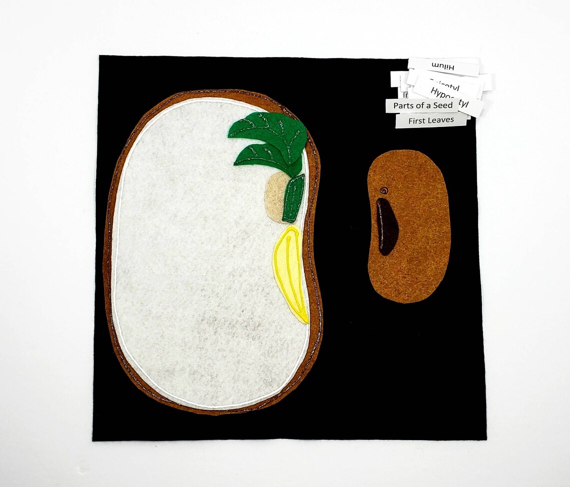 Seed Anatomy Felt Board Seed Parts Felt Set Seed Montessori | Etsy