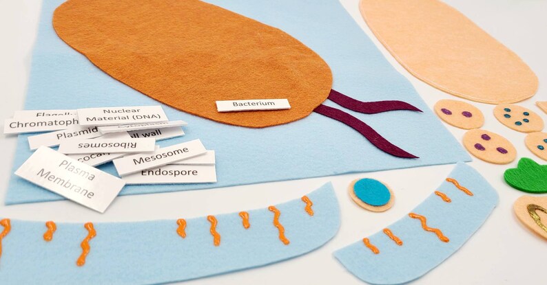 Bacterium Felt Board Bacteria Felt Set Bacteria Montessori - Etsy
