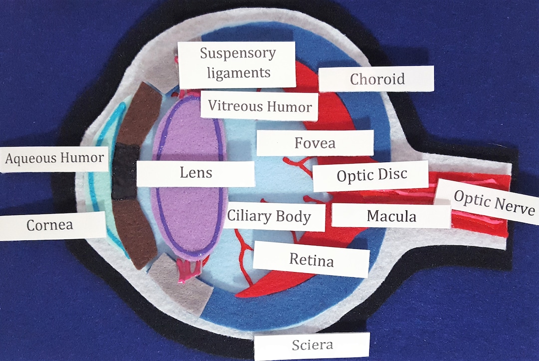 Felt Eye Anatomy Model: Science Education Set - Etsy