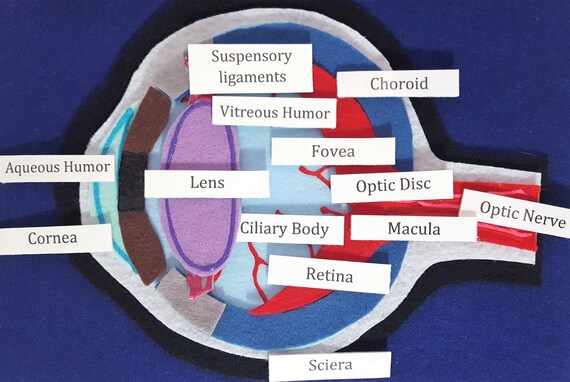 Eye Model Labeled