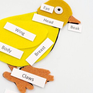 Felt Bird Puzzle | Montessori Bird Anatomy Felt Set - Etsy