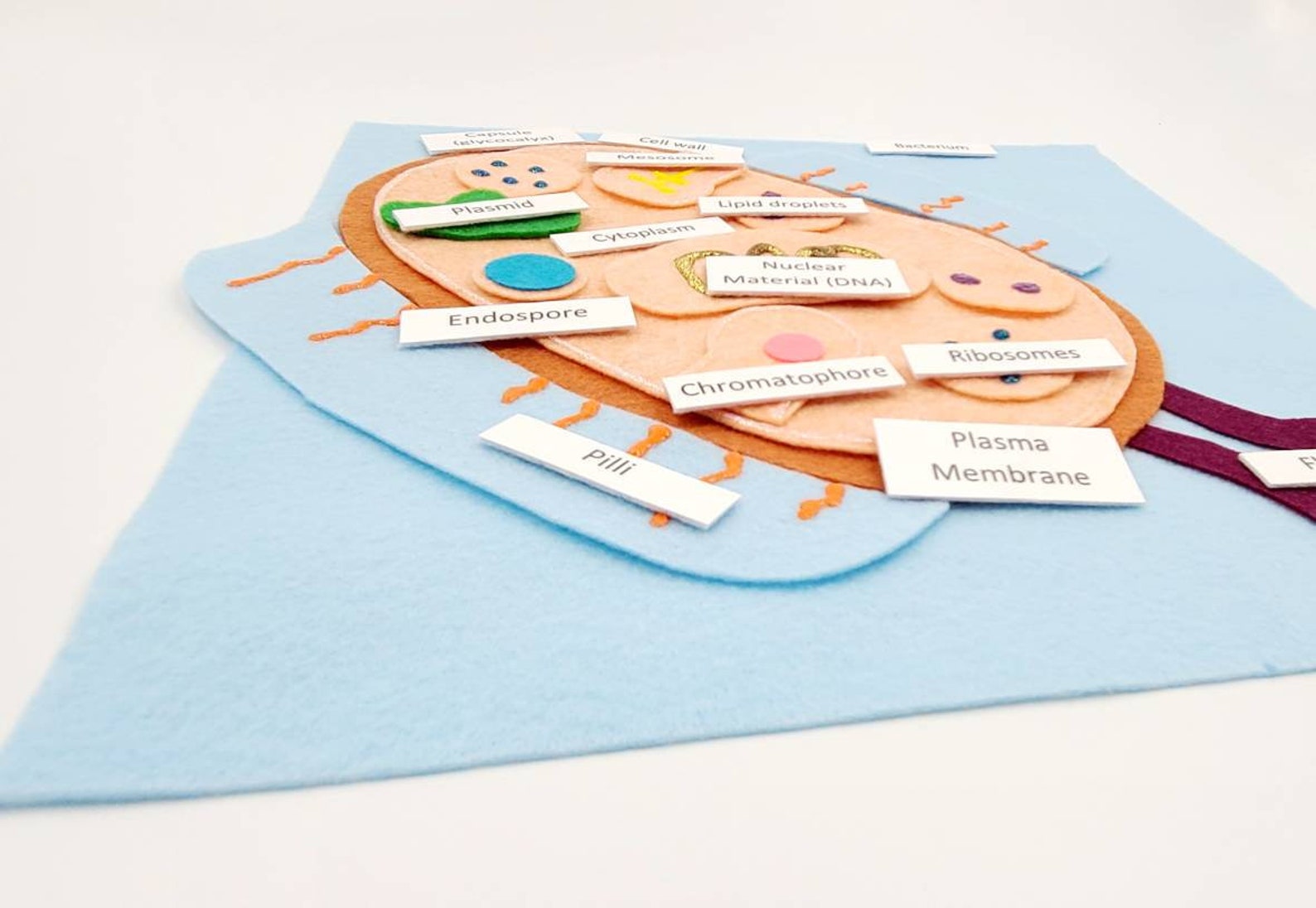Bacterium Felt Board Bacteria Felt Set Bacteria Montessori - Etsy