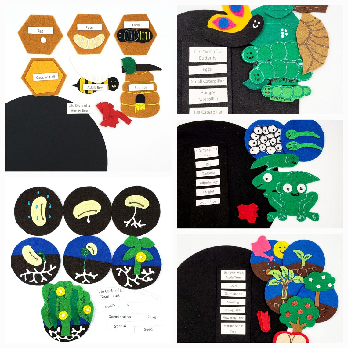 Life Cycle Felt Model Set: Science Homeschool Curriculum - Etsy