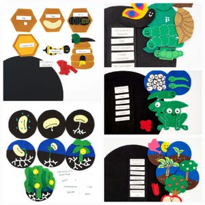 Life Cycle Felt Model Set: Science Homeschool Curriculum - Etsy