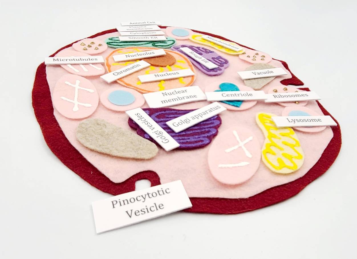 Animal Cell Felt Board Animal Cell Felt Set Animal Cell - Etsy UK