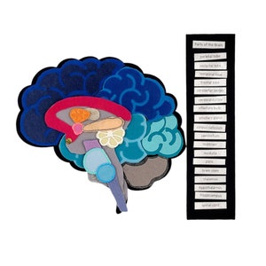 Brain Complex | the Brain Felt Set | Felt Brain Model | Diagram of the ...