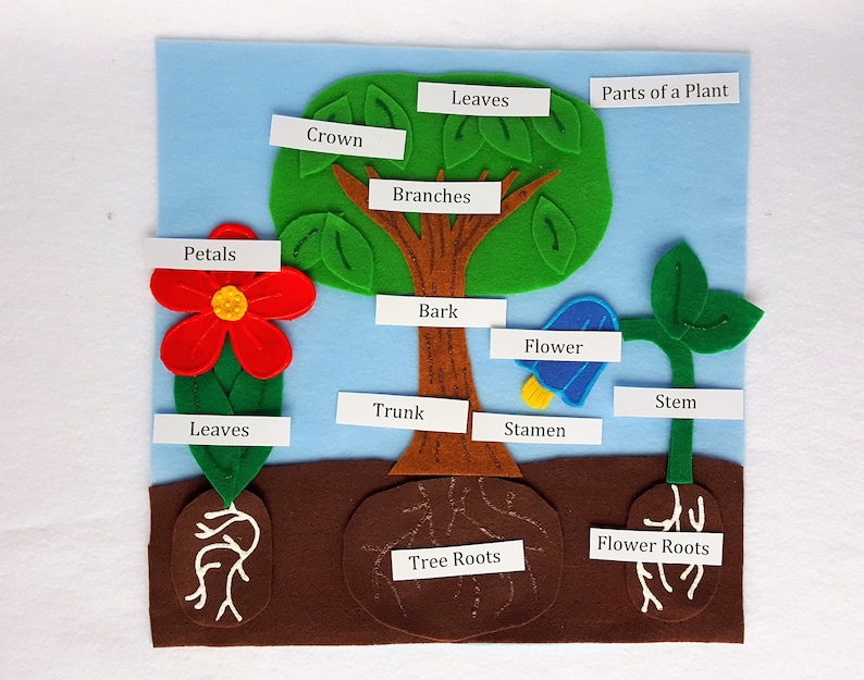 Plant Parts Felt Set Biology Felt Board Botany Felt Set - Etsy