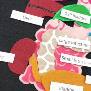 Felt Anatomy Set: Human Organs, Montessori Homeschool Health - Etsy