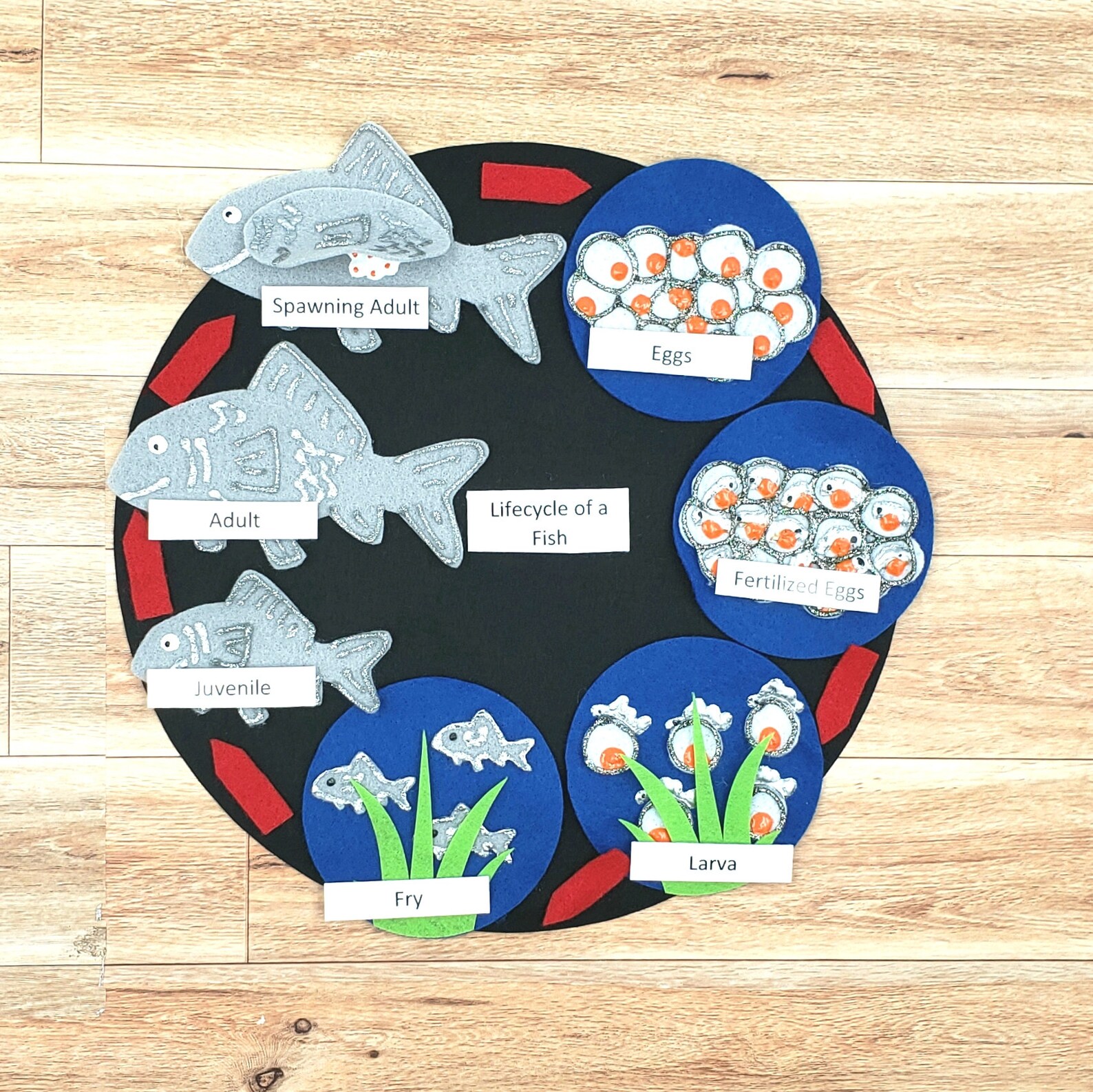 Fish Life Cycle Felt Board Set: Homeschool Science - Etsy
