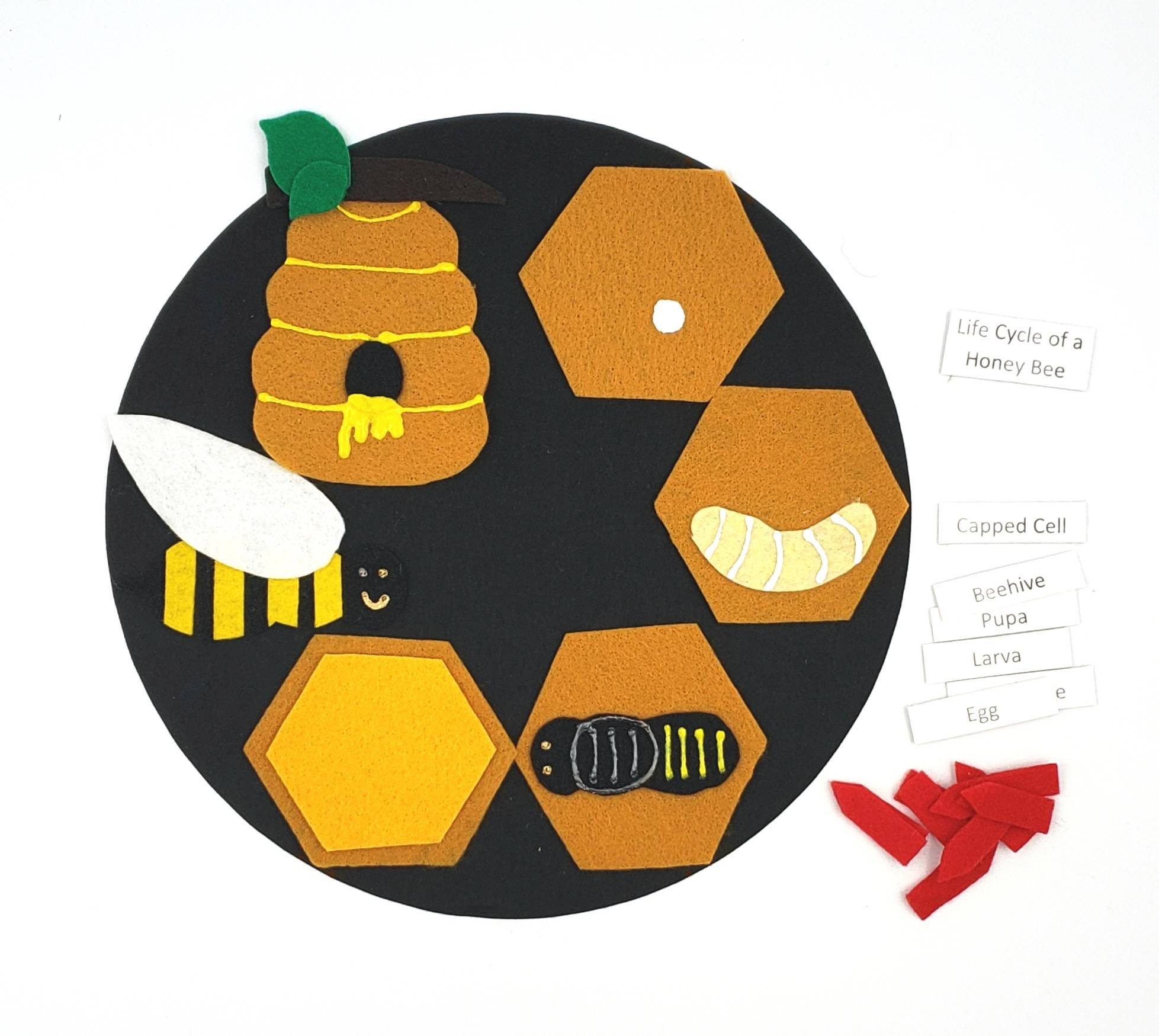 Honey Bee Life Cycle Felt Board Set Life Cycle Felt Board - Etsy Canada