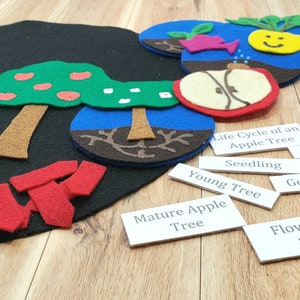 Apple Tree Life Cycle | Plant Life Cycle | Fruit Tree Felt Board | Felt ...