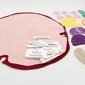 Animal cell felt board Animal cell felt Montessori Felt | Etsy